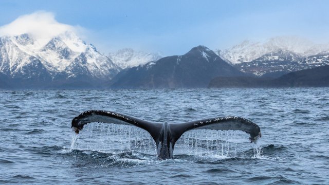 Fin whale numbers bounce back in Antarctic feeding grounds - BrightVibes