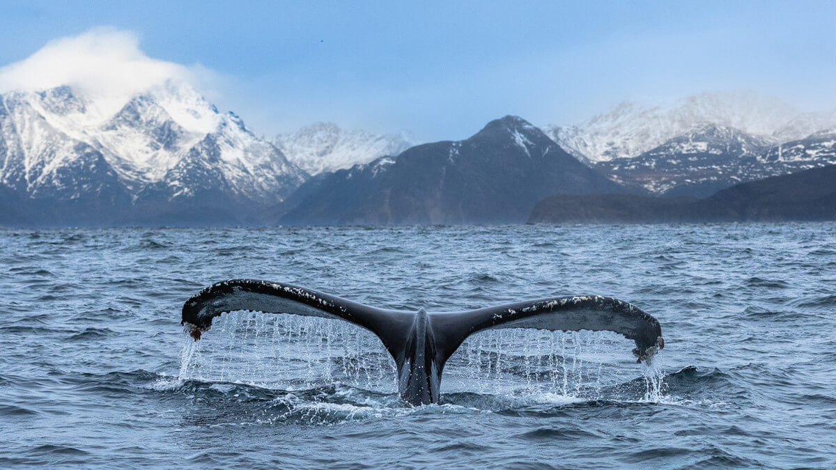 Fin whale numbers bounce back in Antarctic feeding grounds - BrightVibes