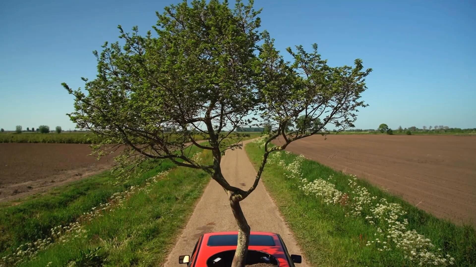 The travelling tree makes us reflect on greenery in the city - BrightVibes