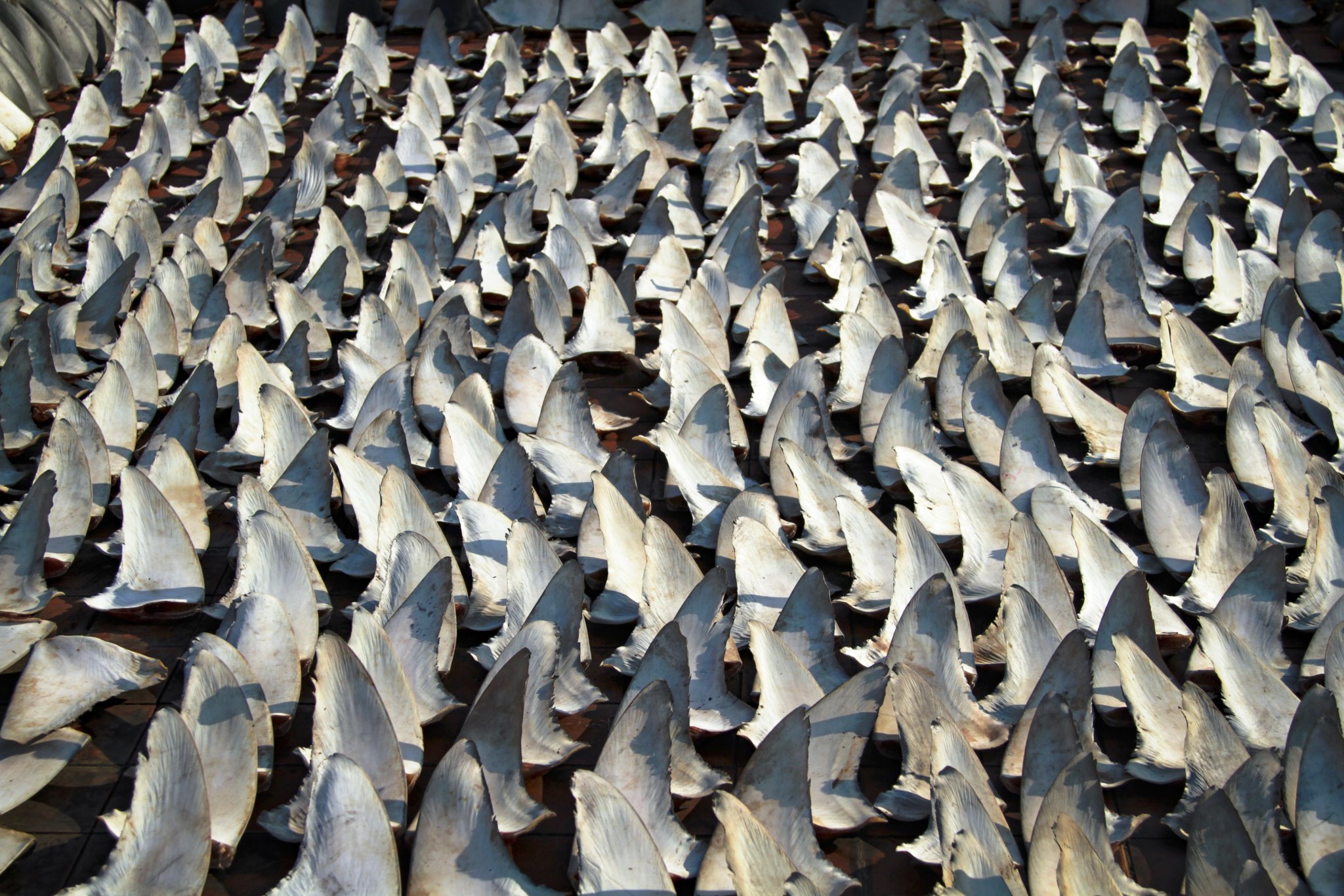 Nearly 100 shark species protected thanks to groundbreaking vote to ...