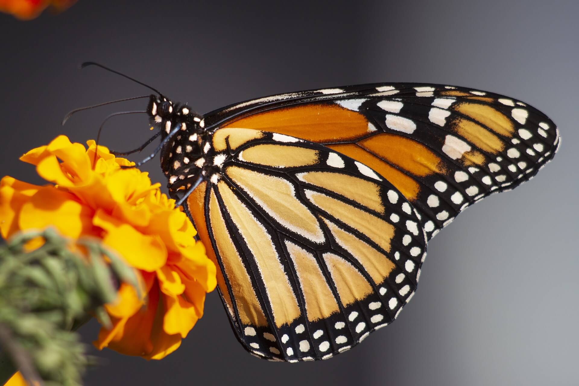 Record-Breaking Numbers Western Monarch Butterfly Migration!