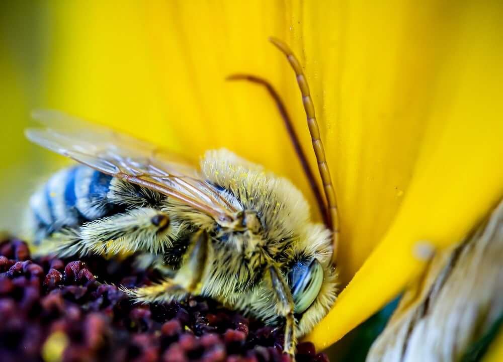 Do bees sleep? It turns out they do, and these cute pictures prove it ...