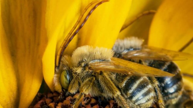 Do bees sleep? It turns out they do, and these cute pictures prove it ...