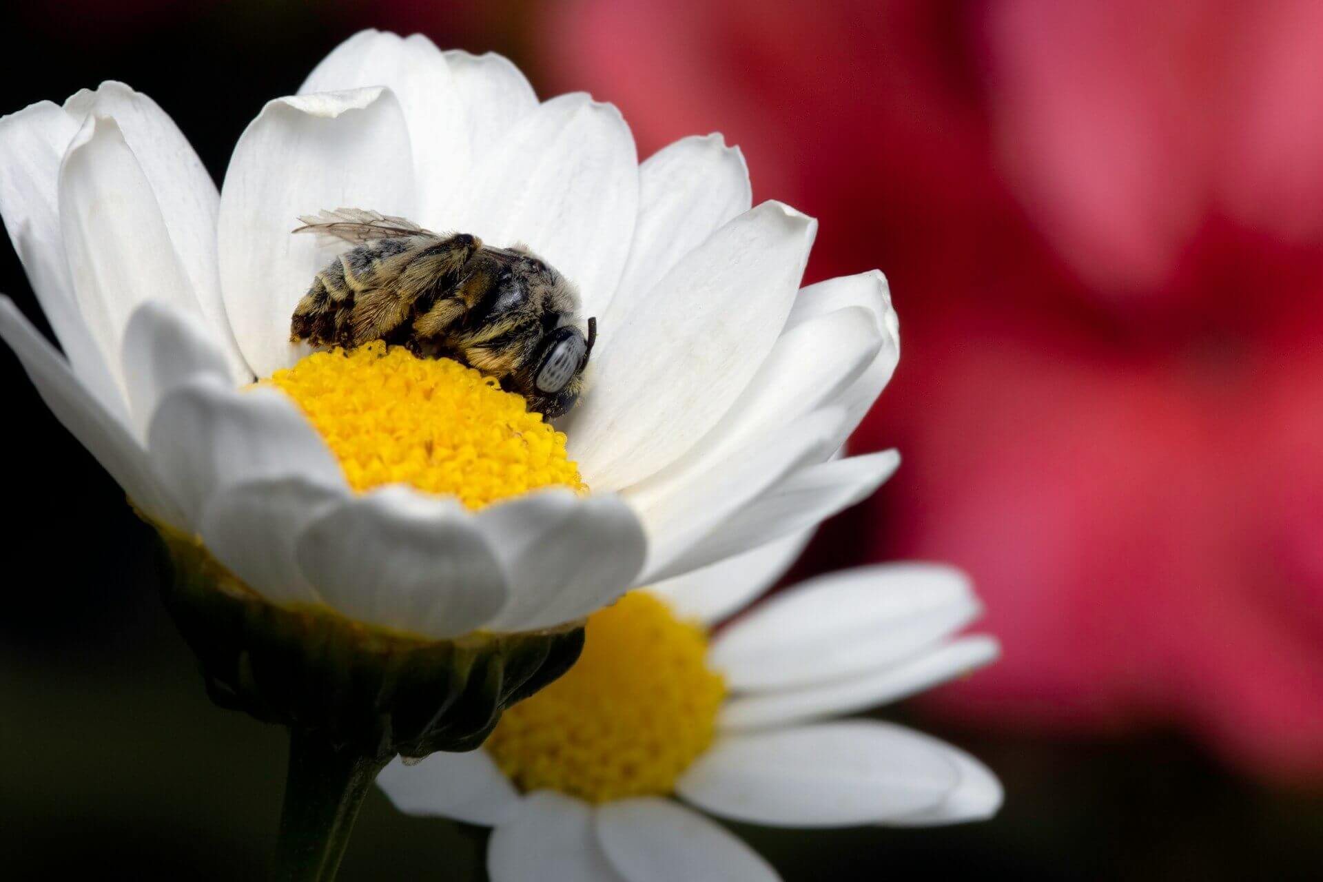 Do bees sleep? It turns out they do, and these cute pictures prove it ...