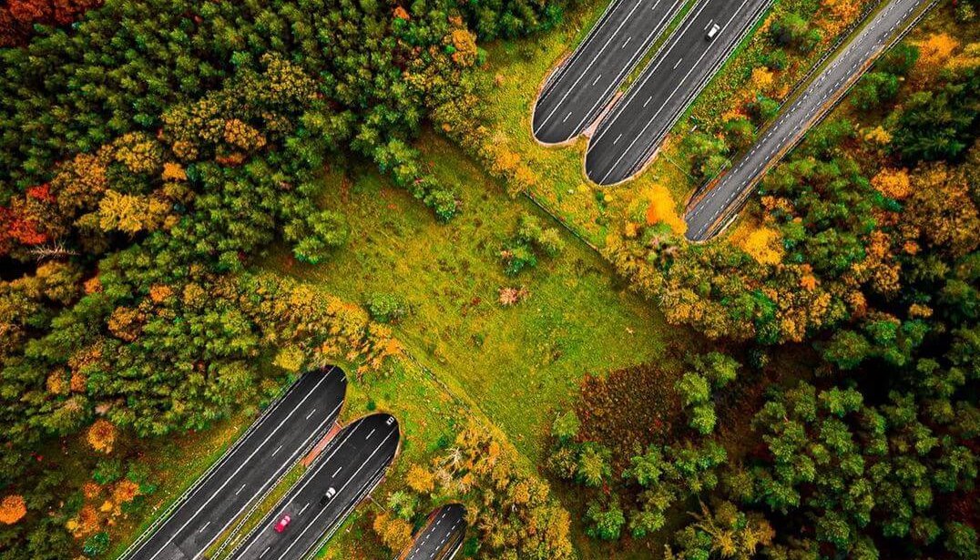 Wildlife Overpasses: A Solution for Conservation