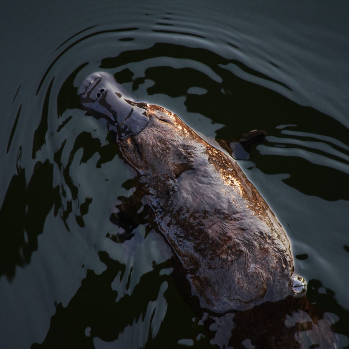 Conservation Project Brings Platypus Back to Oldest National Park