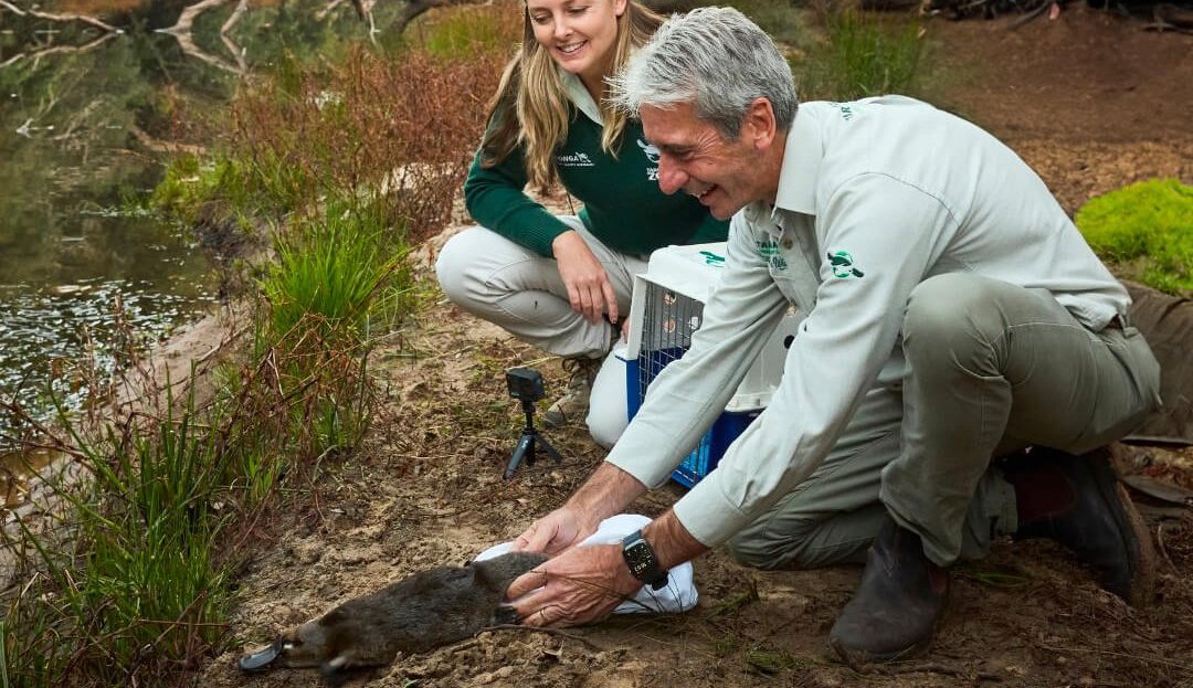 Conservation Project Brings Platypus Back to Oldest National Park