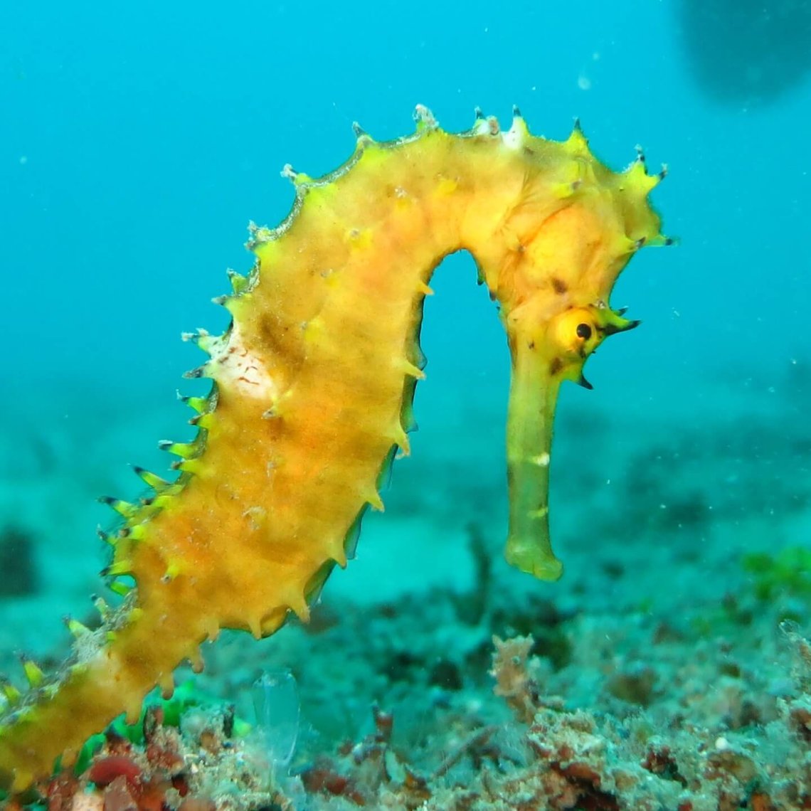 Hundreds of Endangered White's Seahorses Released