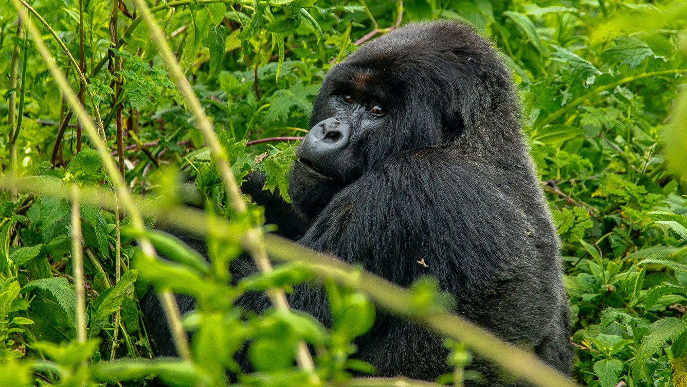 Conserving Mountain Gorillas: A Success Story in Virunga