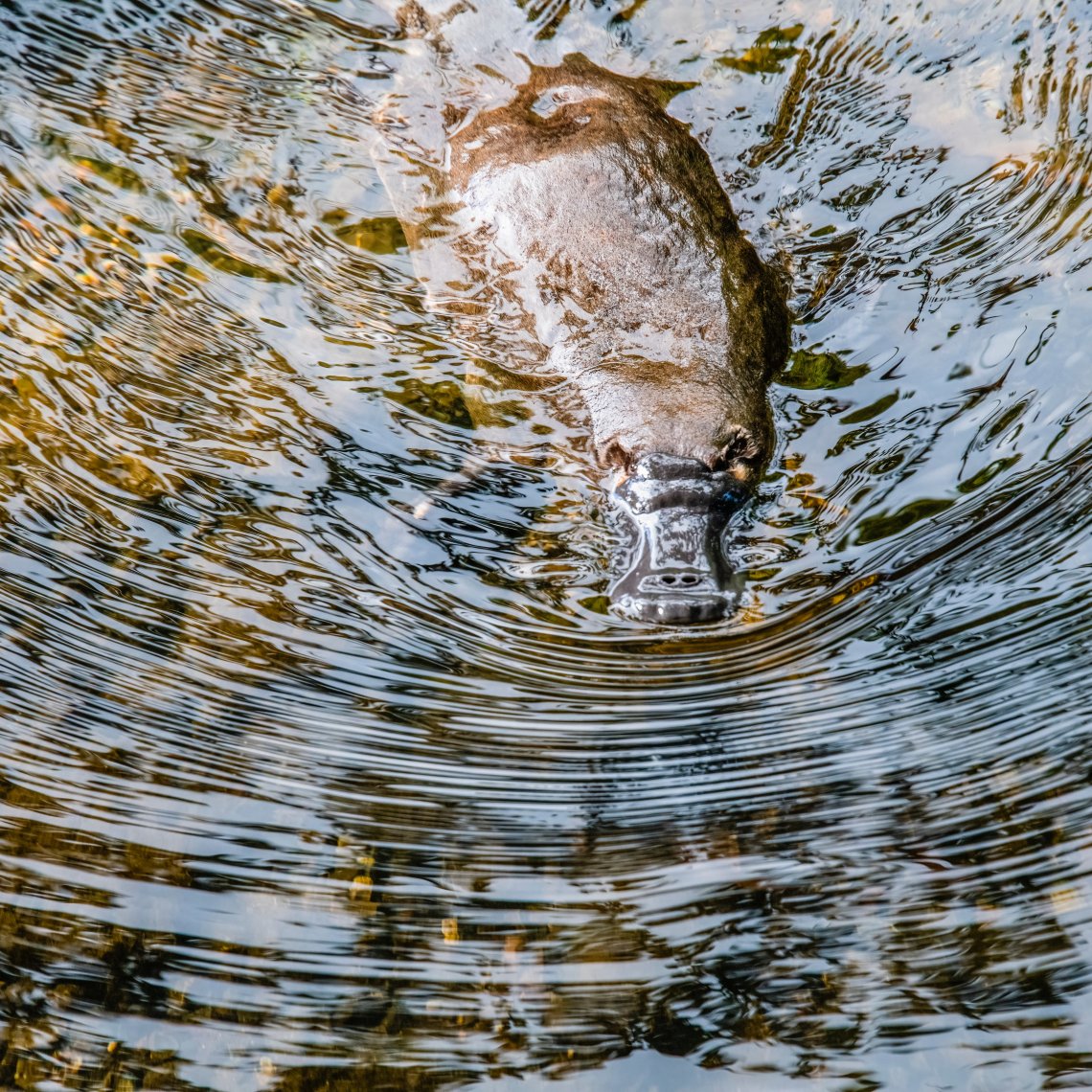 Conservation Project Brings Platypus Back to Oldest National Park