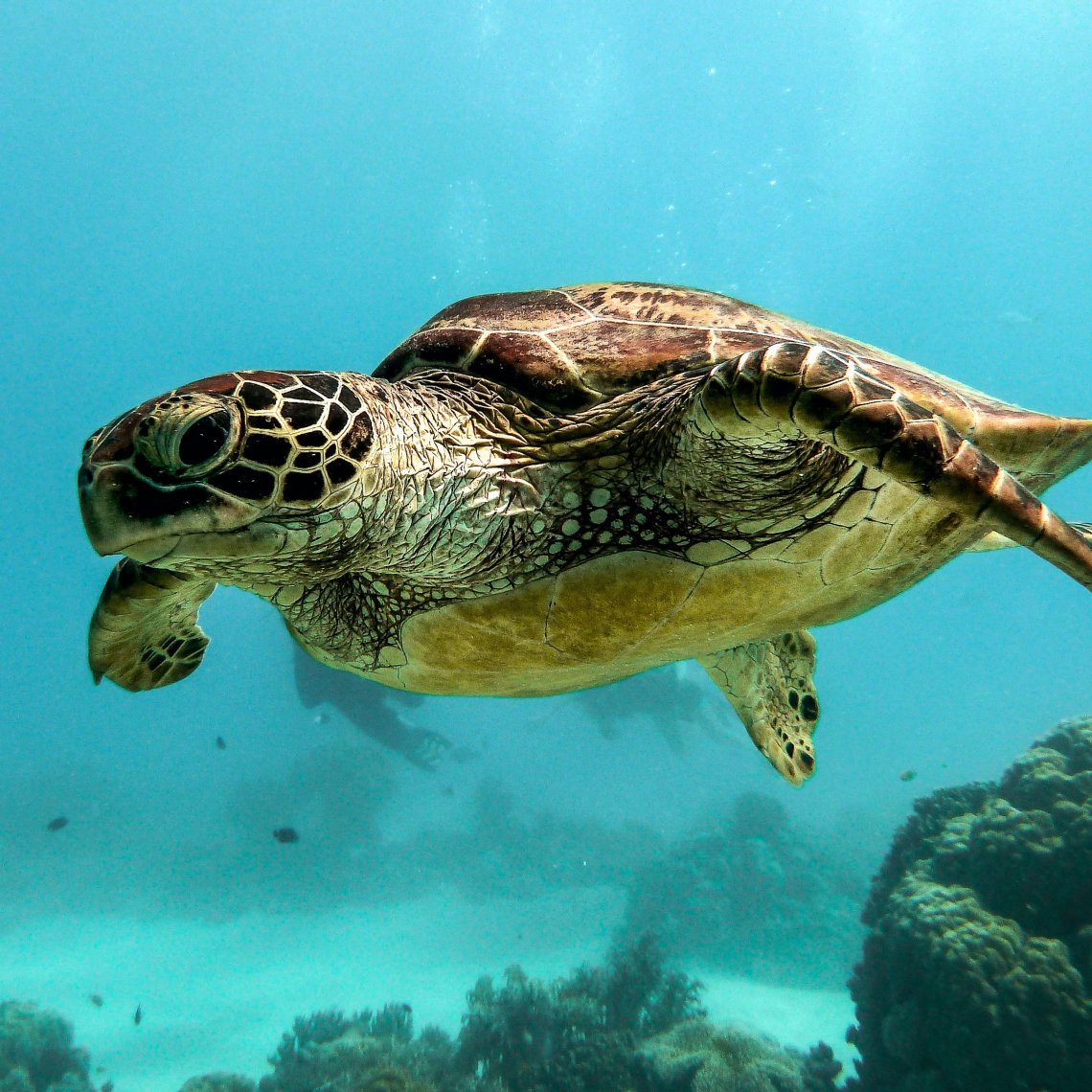 La histórica ley de 'Derechos de la Naturaleza' de Panamá empodera a ...