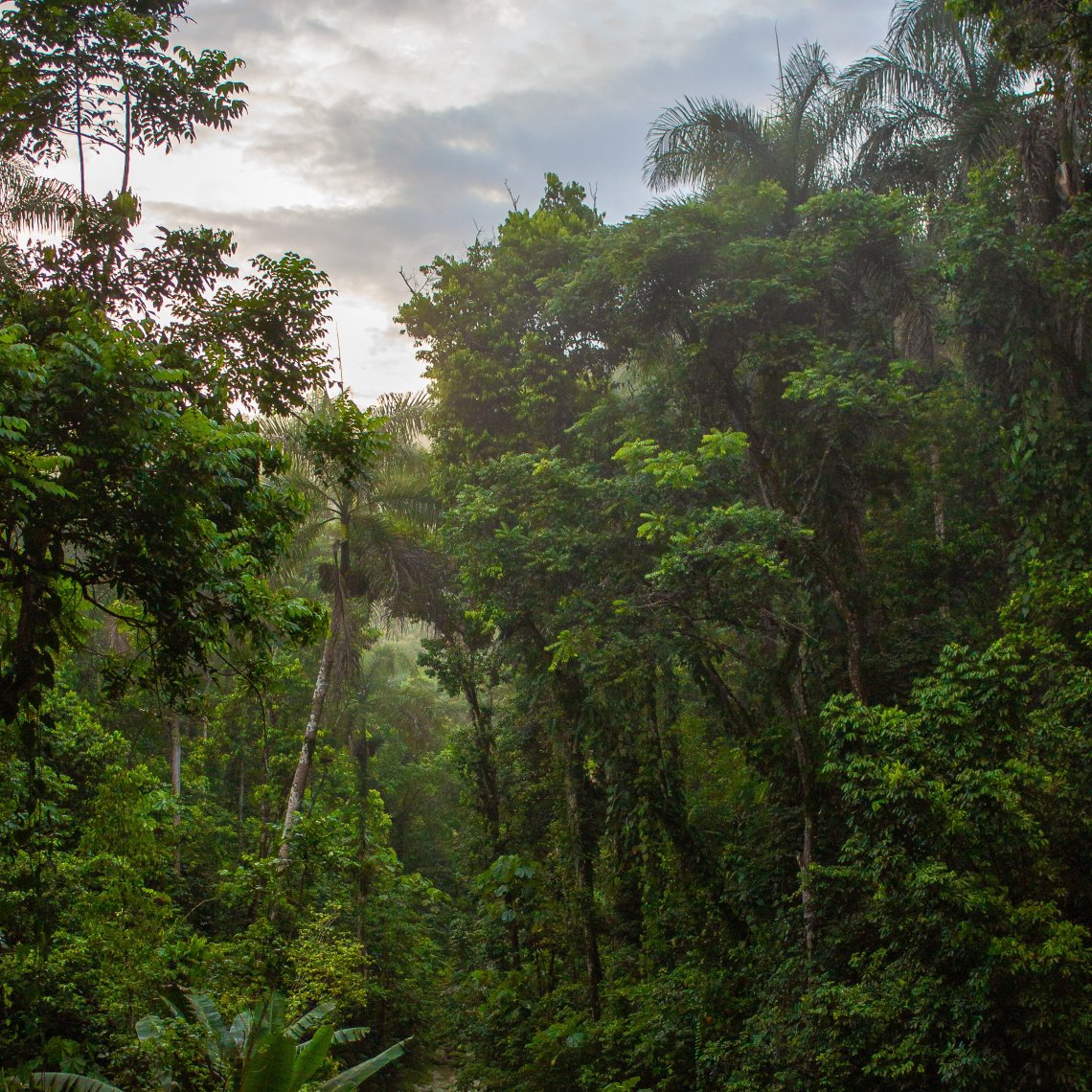 Indigenous Chief Dada Risks His Life to Protect the Rainforest