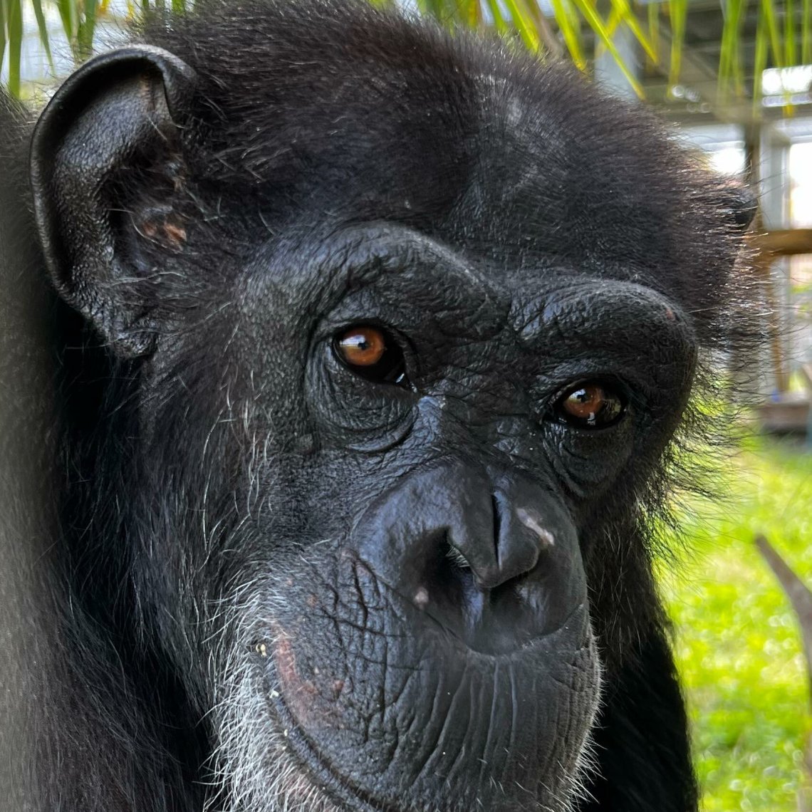 Chimp In Awe When She Sees The Open Sky For The First Time