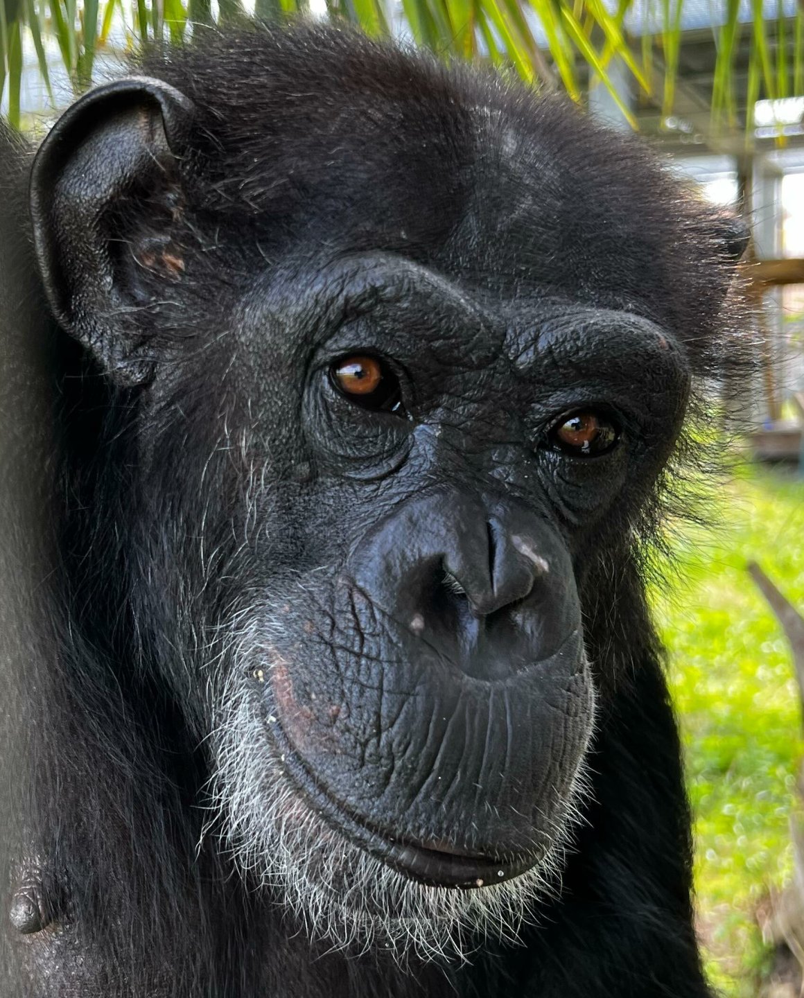 Chimp In Awe When She Sees The Open Sky For The First Time