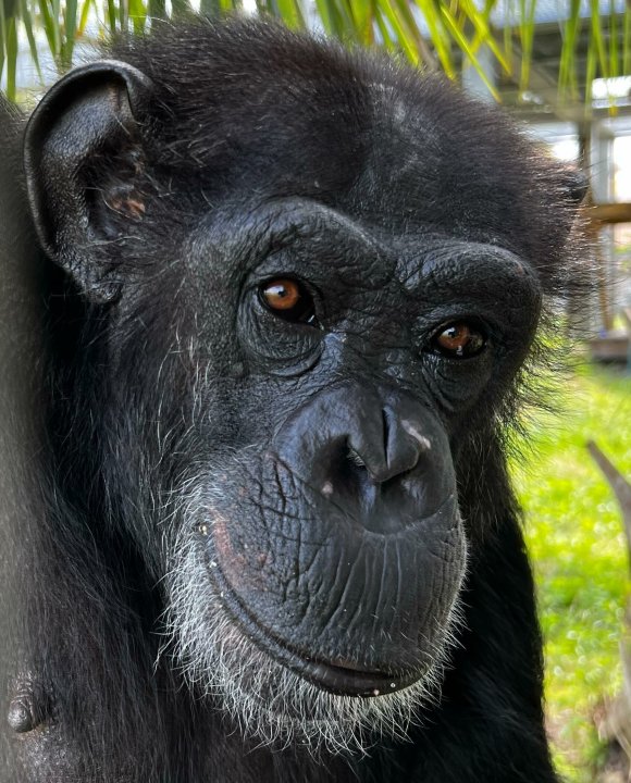 Chimp In Awe When She Sees The Open Sky For The First Time