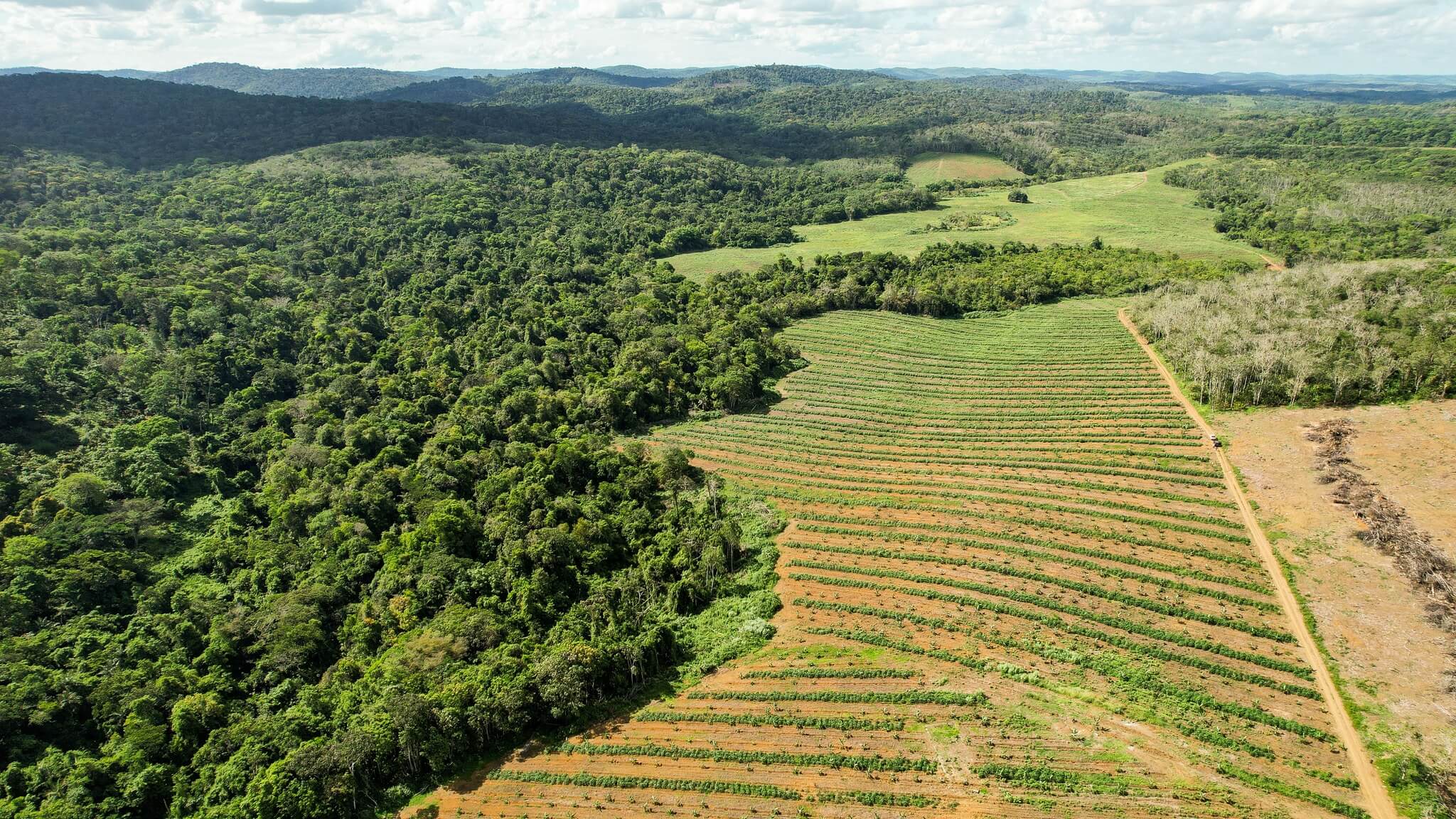 Brazil's Forests: Earthshot Finalist Belterra's Agroforestry Revival
