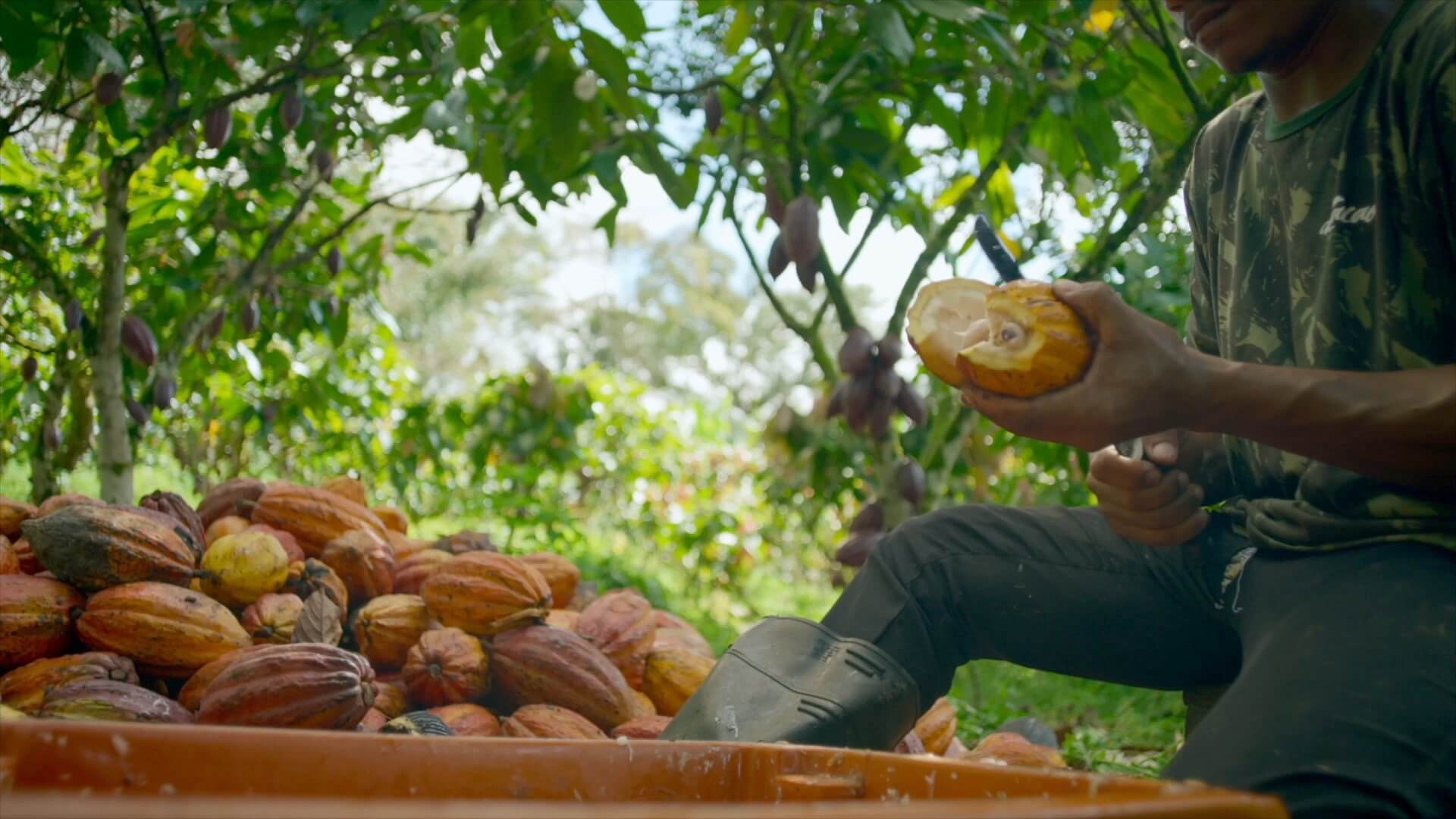 Brazil's Forests: Earthshot Finalist Belterra's Agroforestry Revival