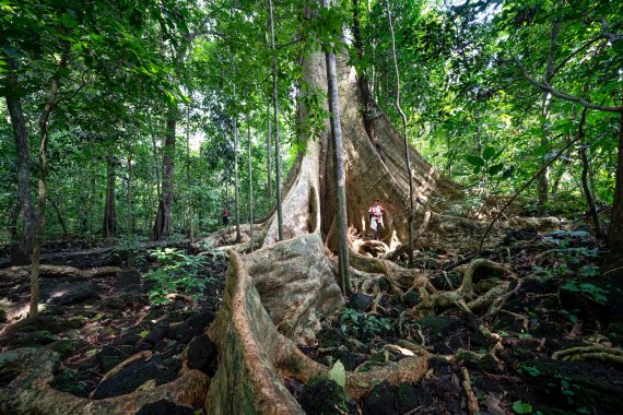 9 Ways You Can Help Save Our Rainforests Today