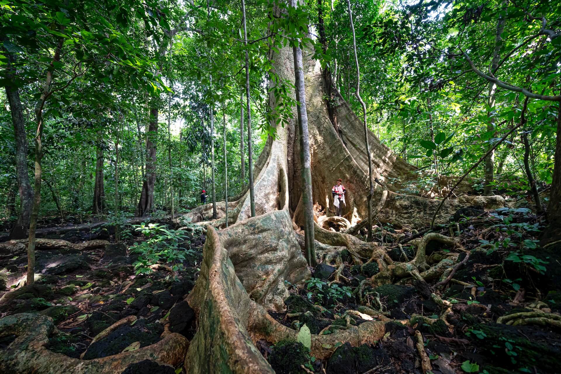 9 Ways You Can Help Save Our Rainforests Today