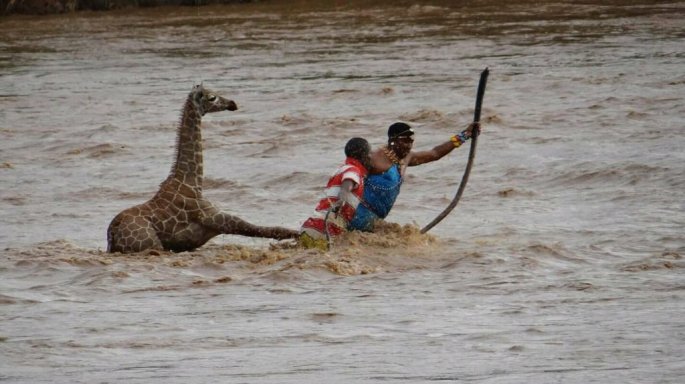 Kenyan park rangers rescue baby giraffe from crocodile infested river ...