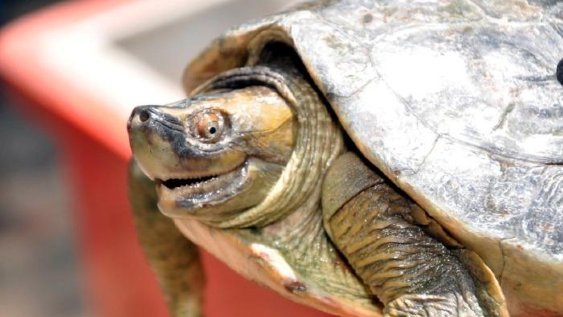 The Turtle With the Permanent Smile is Back From the Brink of Extinction - BrightVibes
