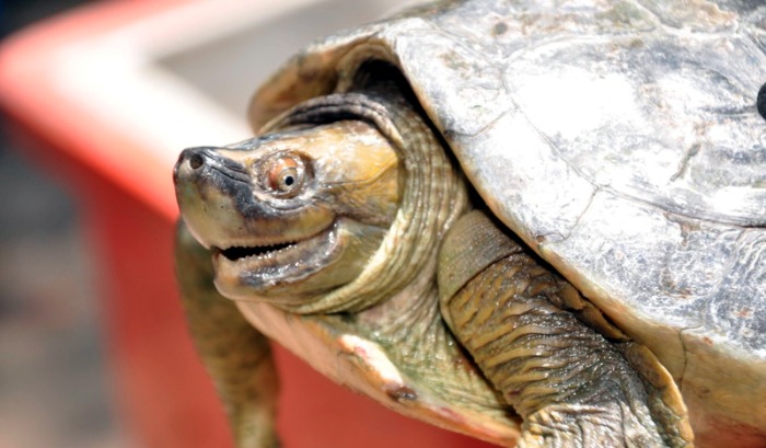 The Turtle With the Permanent Smile is Back From the Brink of ...