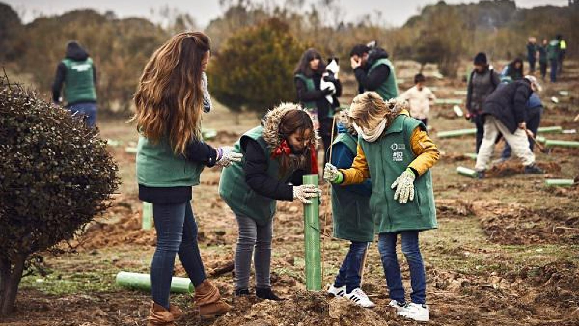 The right tree in the right place: Life Terra’s top 10 most planted ...