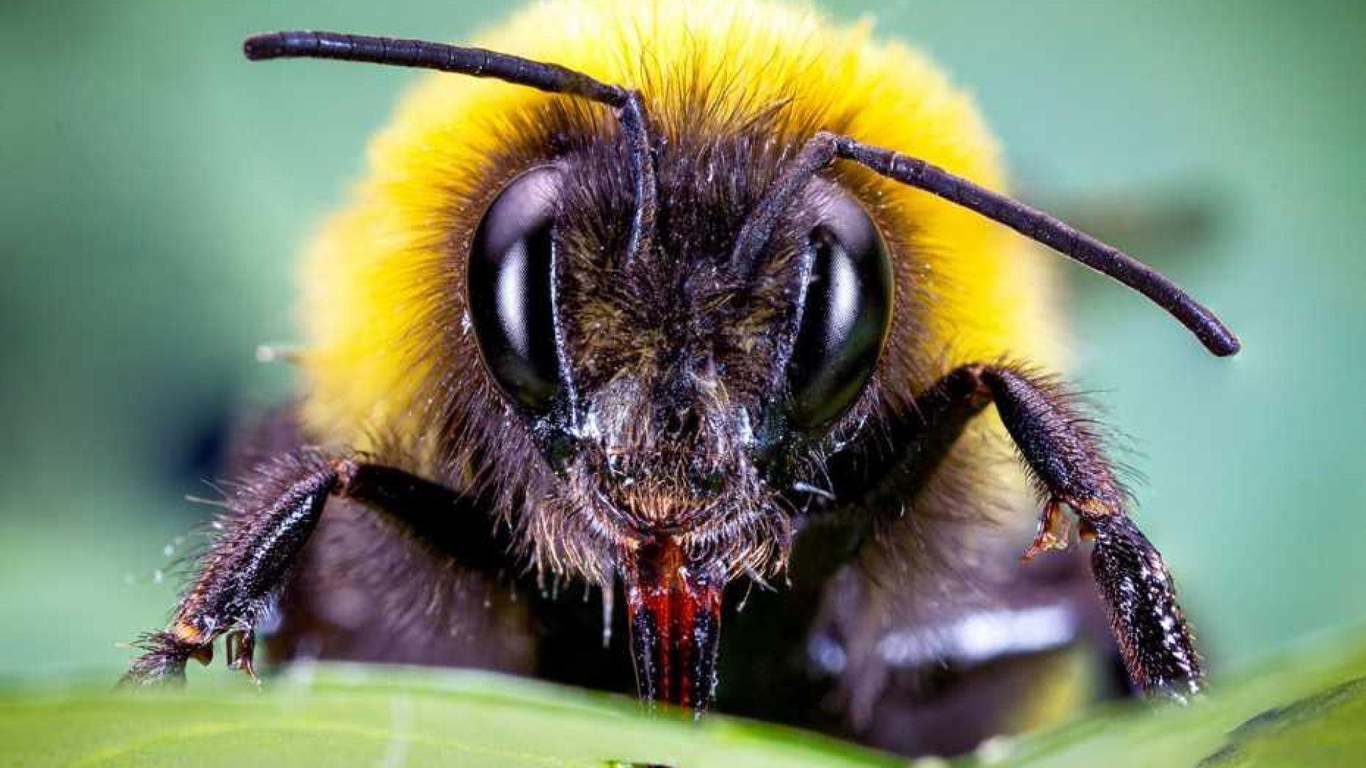 Hungry bumble bees have a clever trick to make plants flower early ...