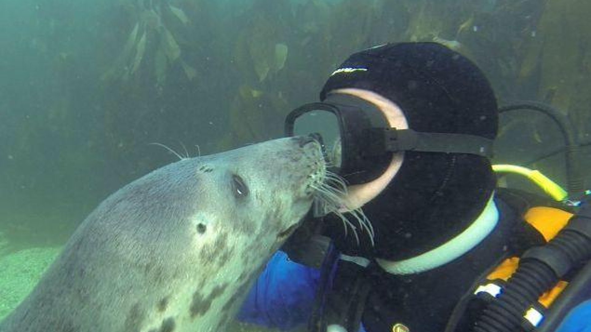 Playful wild grey seal lovingly hugs a diver and caressed him [VIDEO ...