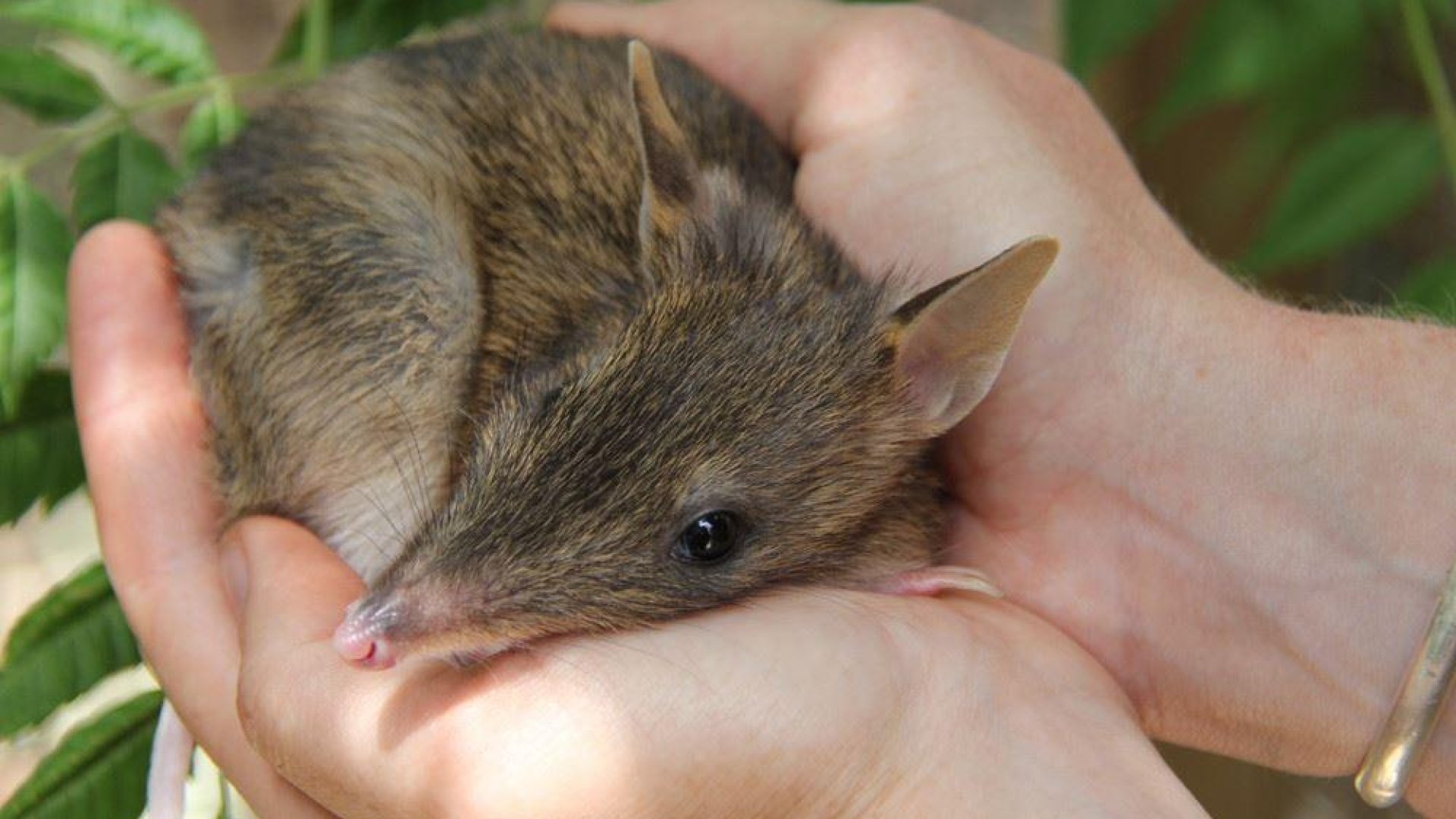 El Bandicut Oriental de Australia, regresa del borde de la extinción ...
