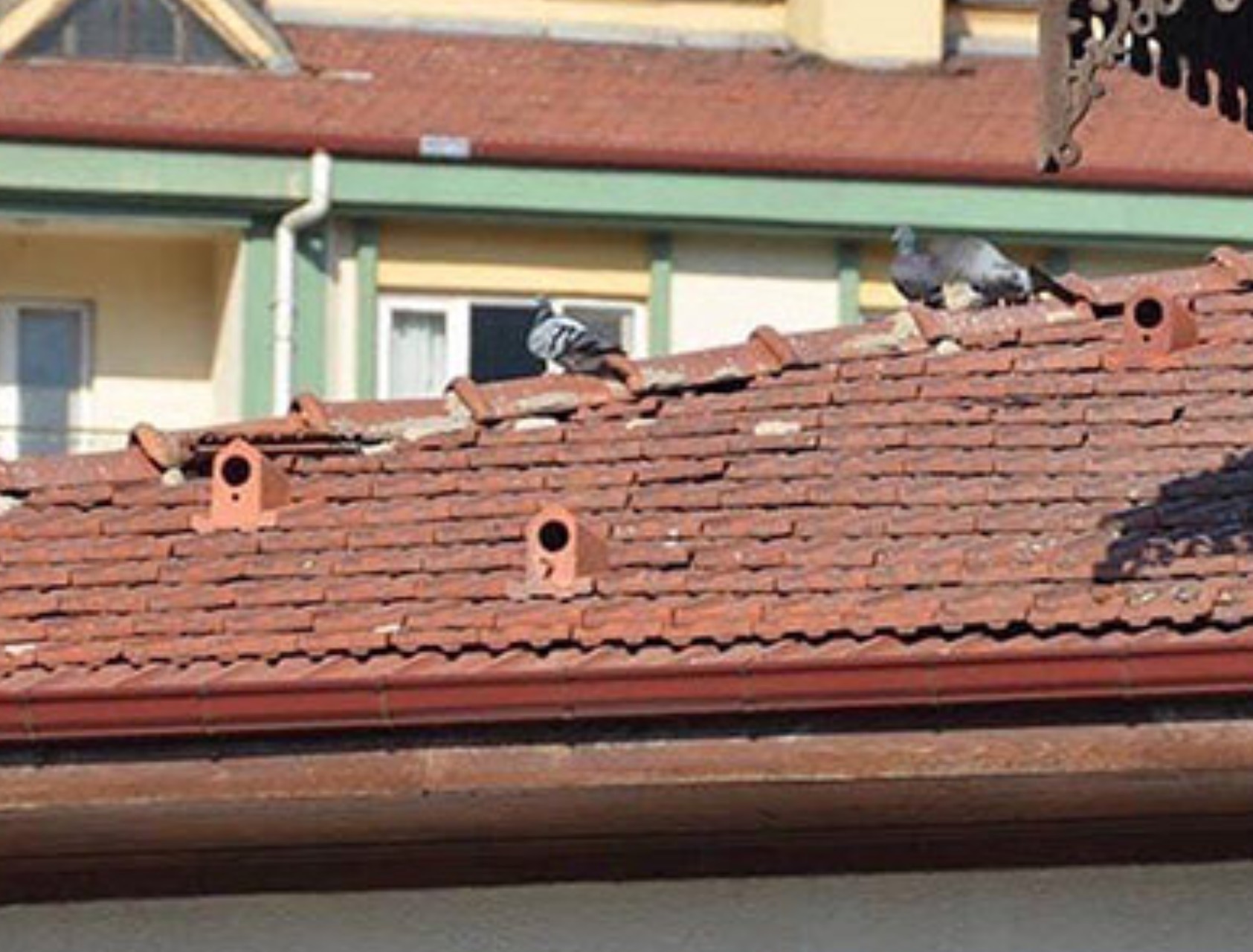 This Factory is Producing Roof Tiles That Serve As Bird Shelters ...