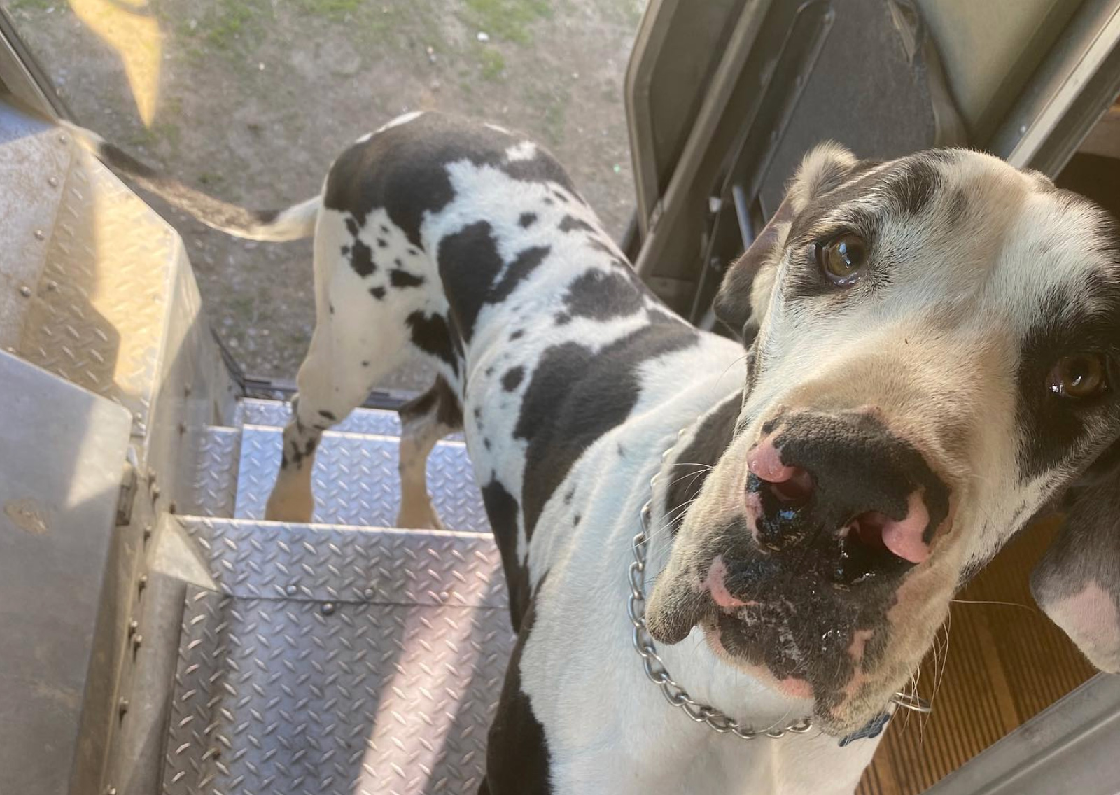 This Facebook Page Dedicated to the Dogs UPS Drivers Meet Will Put a ...