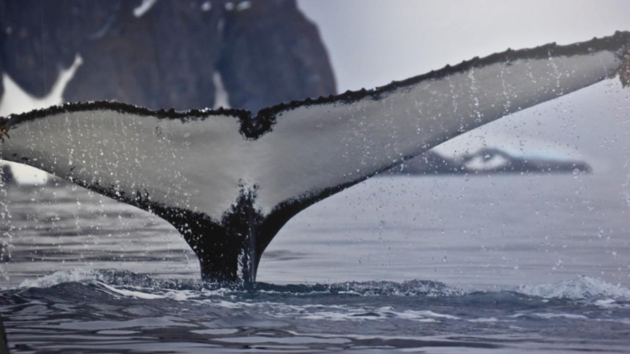 9 sorprendentes datos sobre ballenas y porqué son tan importantes ...