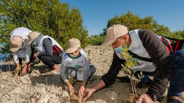 Blue Forest launches Africa’s largest mangrove project in Mozambique ...