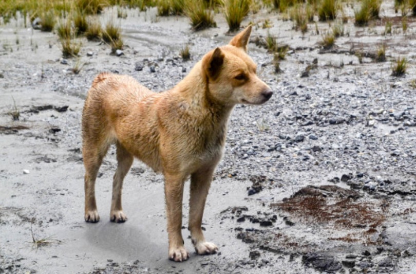 'Extinct' mountain dogs rediscovered in the wild - BrightVibes