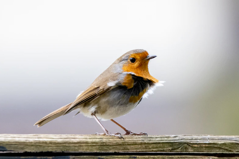 Study Reveals Birds Are Linked to Happiness Levels - BrightVibes