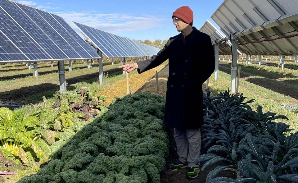 Colorado ‘solar garden’ grows crops under the solar panels that provide ...