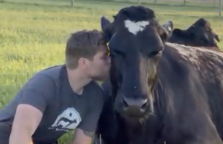 Who knew cow-cuddling could be so calming? - BrightVibes
