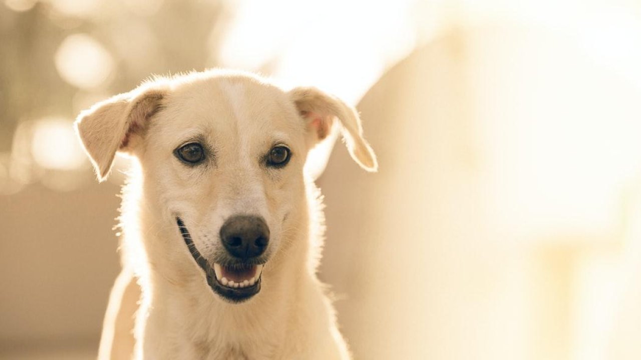 How Does A Dog Laugh