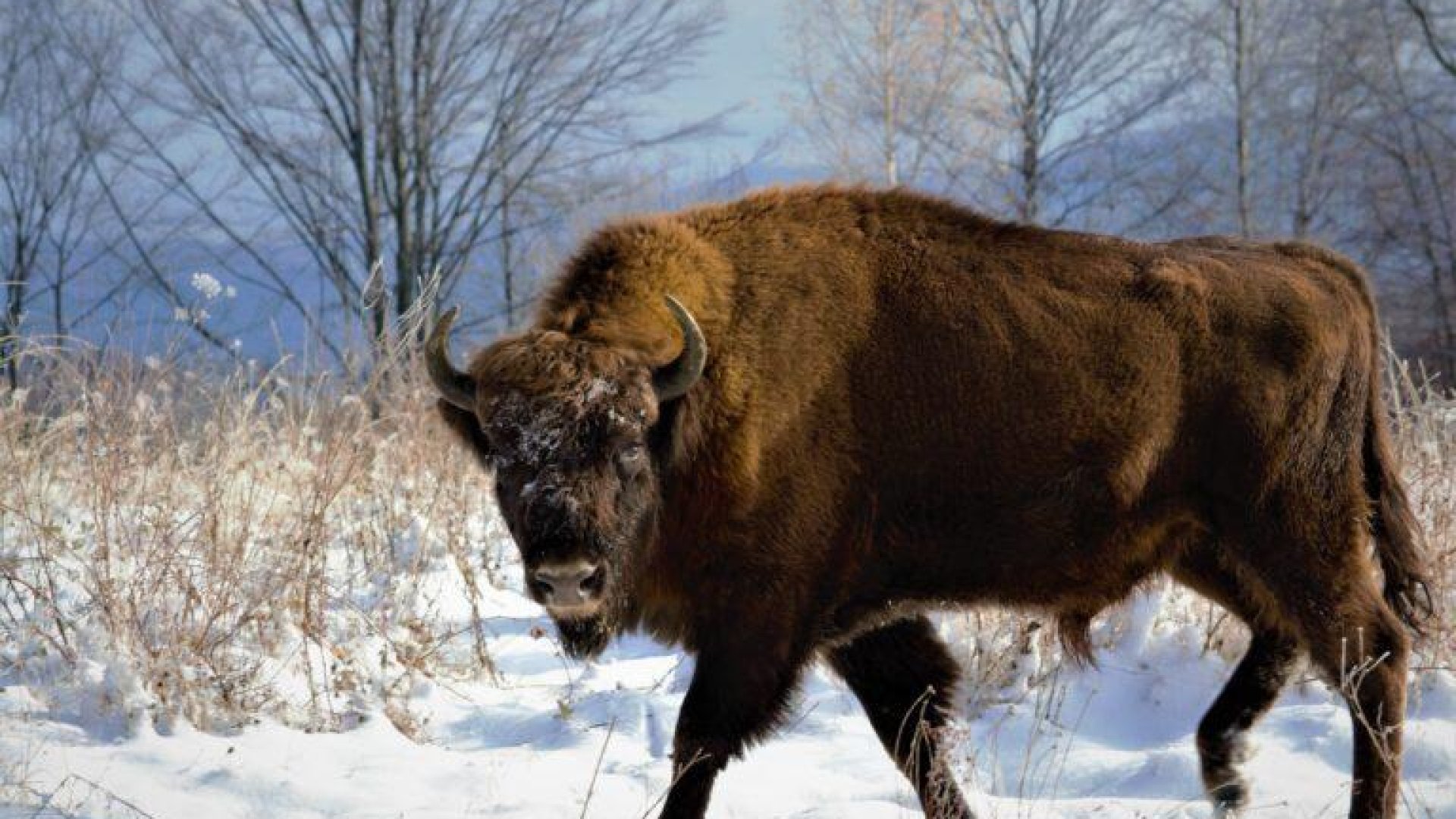 European bison back from the brink but still in need of protection ...