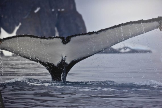 9 surprising facts about whales and why they are so important - BrightVibes