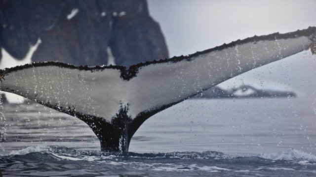 9 surprising facts about whales and why they are so important - BrightVibes