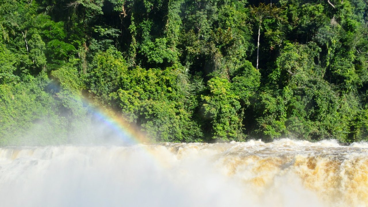 Gabon becomes first African nation to be paid to protect its rainforest ...