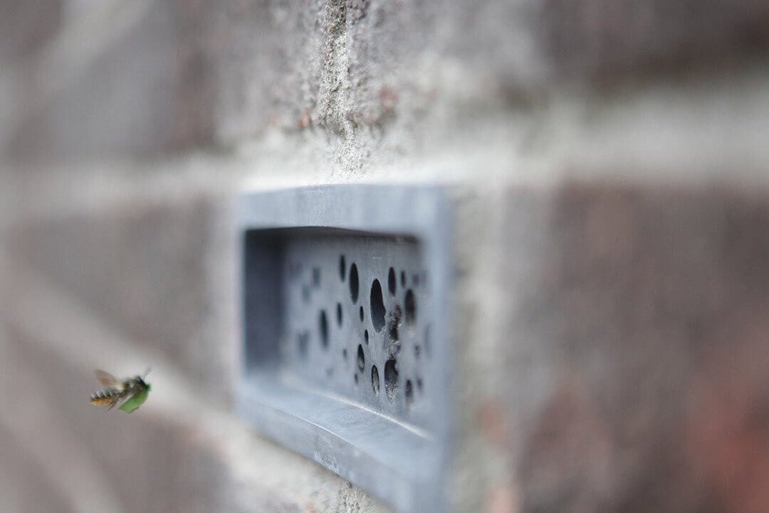 Bee bricks become mandatory for new buildings in Brighton