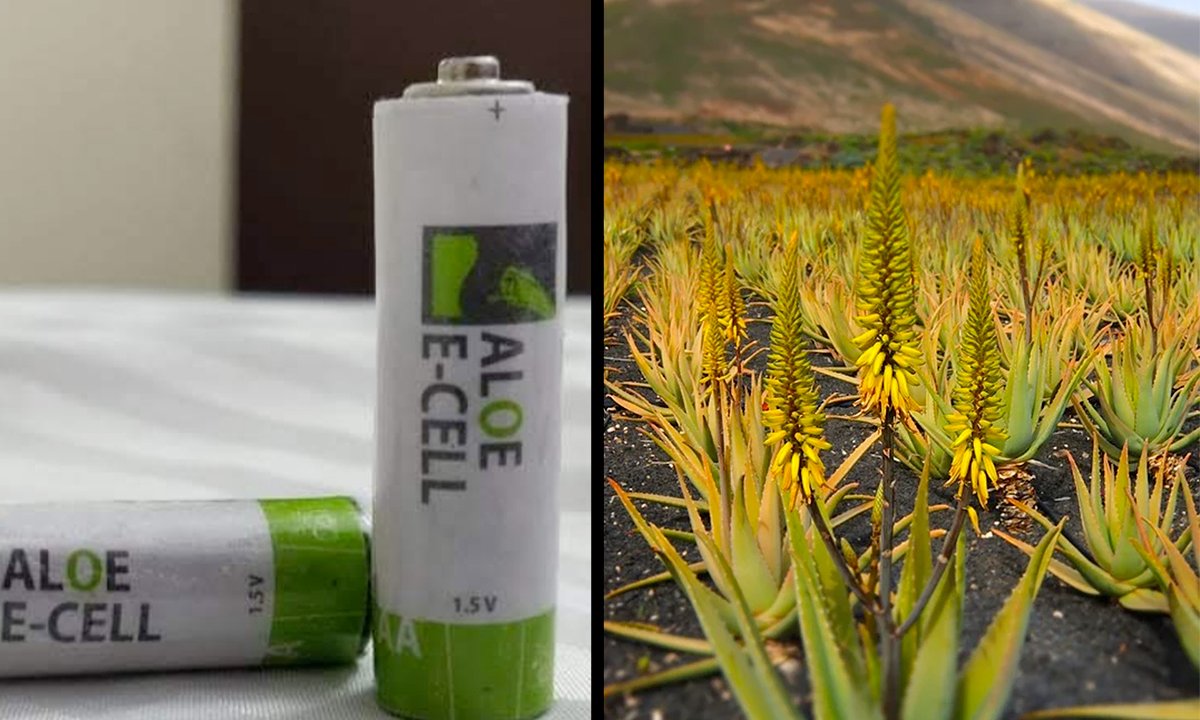 The world’s first 100% eco-friendly battery is made from a plant ...