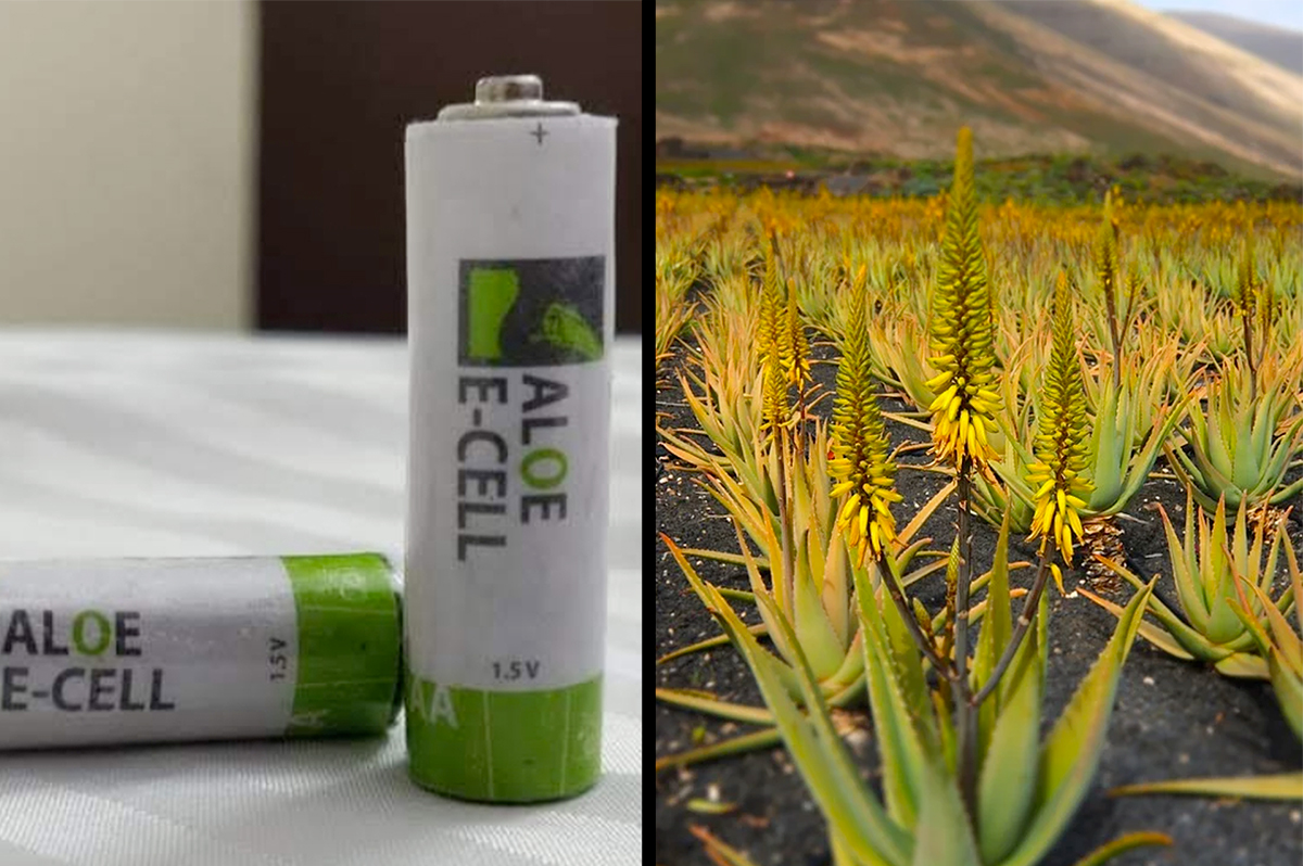 The world’s first 100% eco-friendly battery is made from a plant ...