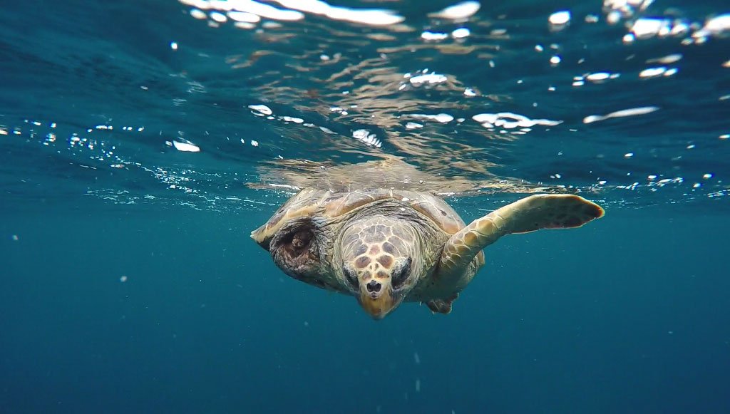 Italian initiative helps prevent sea turtles from dying in fishing nets ...