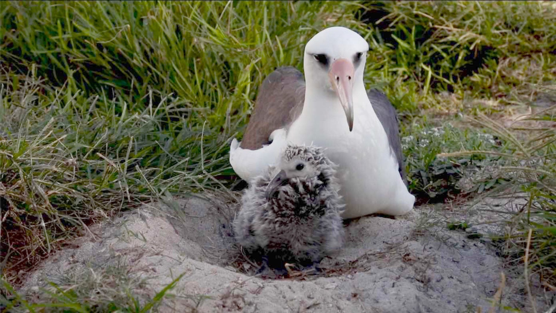 World’s Oldest-Known Wild Bird Hatches Another Chick at 70 - BrightVibes