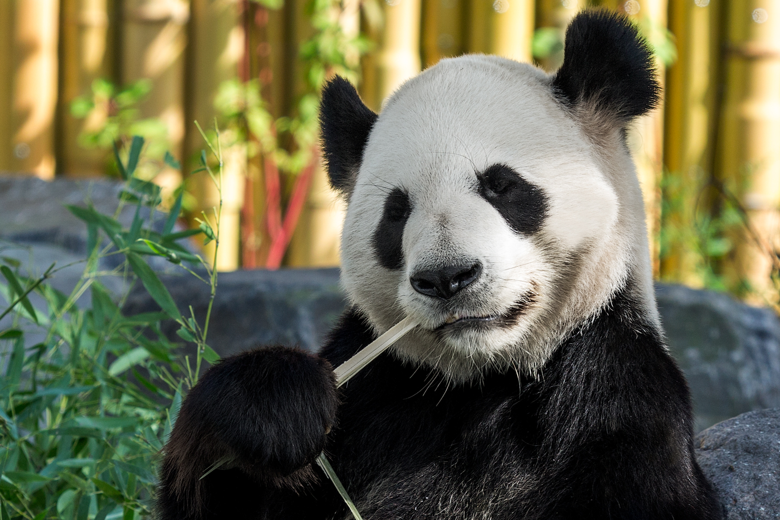 The amazing things that happened in 2016 - BrightVibes