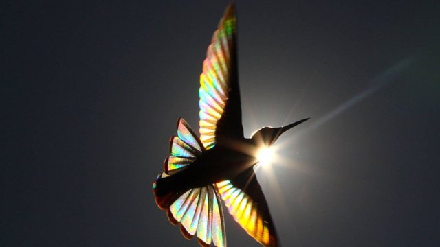 16 Stunning photos of hummingbirds' wings reveal a magical rainbow of ...